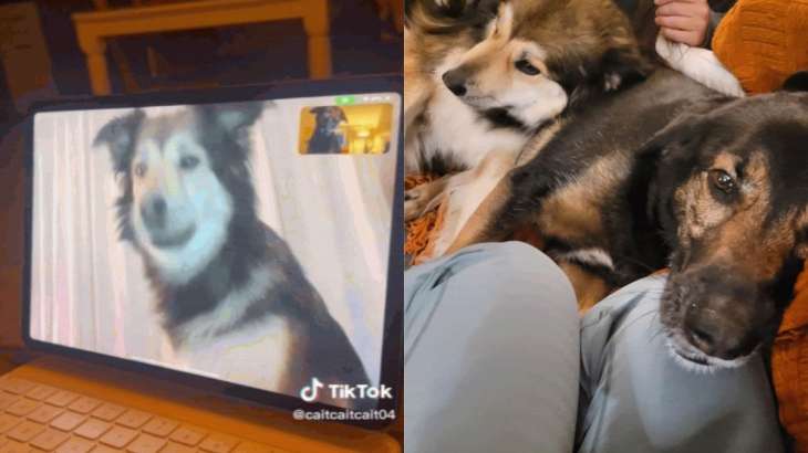Viral Video: Adorable dog ‘best friends’ reconnect on FaceTime, melt ...