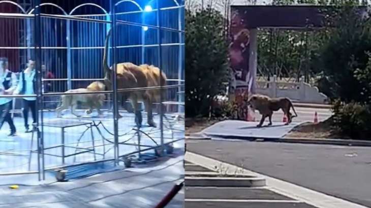 Viral Video 2 Lions Escape Enclosure During Circus Show In China