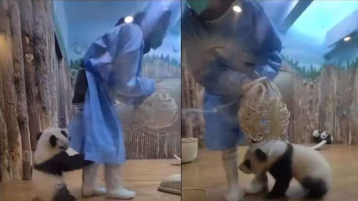 Baby panda refuses to let go of caretaker's leg, viral video is too ...