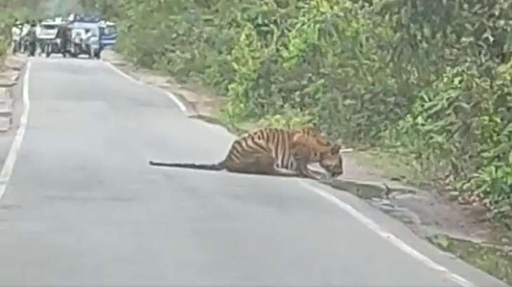 Viral video shows tiger drinking water in the middle of busy road ...