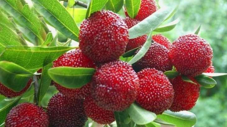 PM Modi thanks CM Dhami for Kafal: Know about Uttarakhand's wild fruit ...