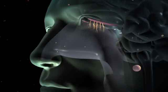 This new super-sensitive e-nose can smell pesticides, nerve gas in ...