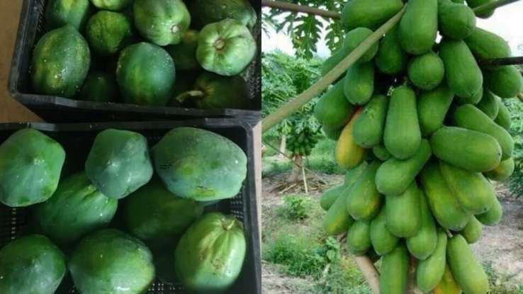 Did you know raw papaya juice helps in lowering high cholesterol? Know ...