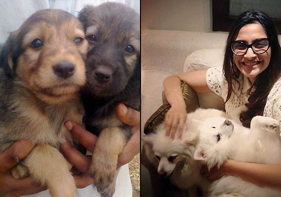Friendship Day special: Find a life long friend in stray dogs (see pics ...