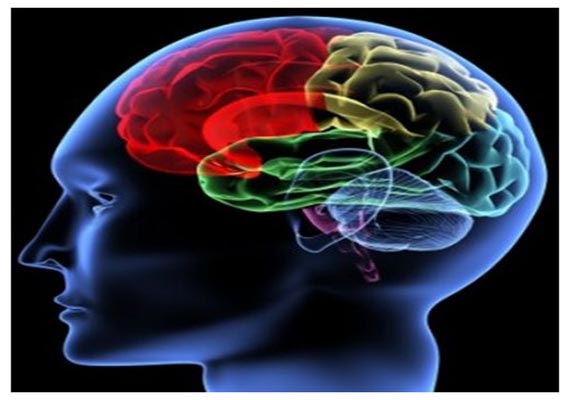 Brain can shut off old habits? | World News – India TV