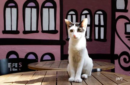Cat Culture Thrives In Istanbul | World News – India TV