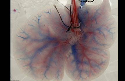 Scientists Grow Liver In A Lab From Stem Cells | World News – India TV