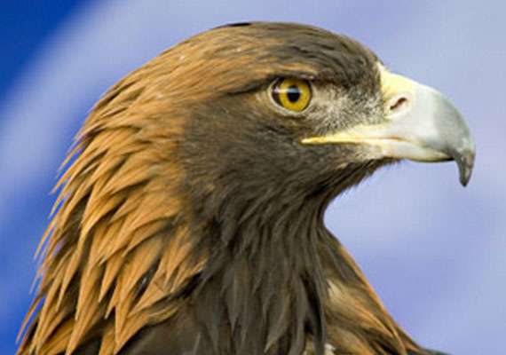 Plight of raptor: A Chinese eagle takes revenge on villager who eats ...