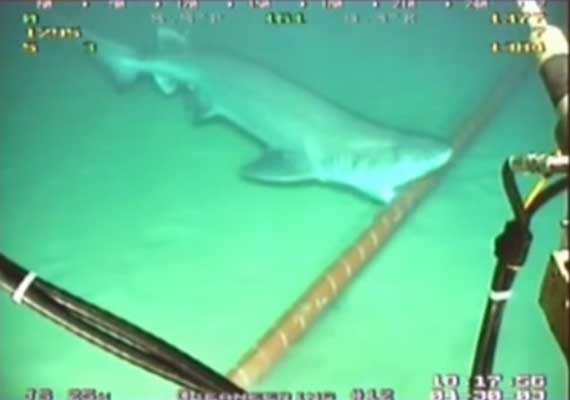 Sharks new threat to Google cables underseas | World News – India TV