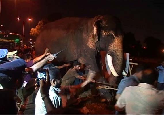 Elephant Attack In Kerala Temple