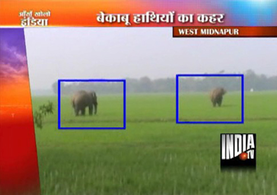 Elephants Run Amok In Bengal, Two Dead | India News – India TV