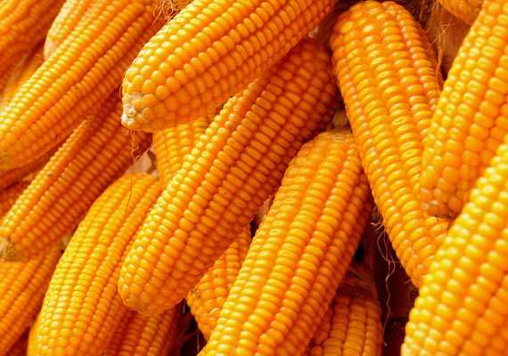 Four myths about corn you should stop believing | India News – India TV