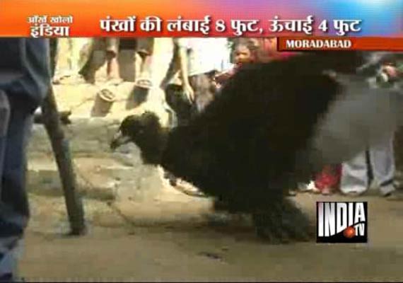 Huge Predator Bird Found In Moradabad, UP | India News – India TV