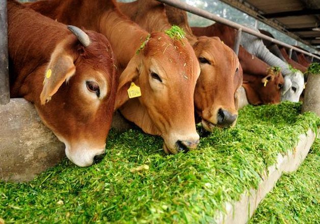 Cow slaughter in India: What the law says in different states | India ...