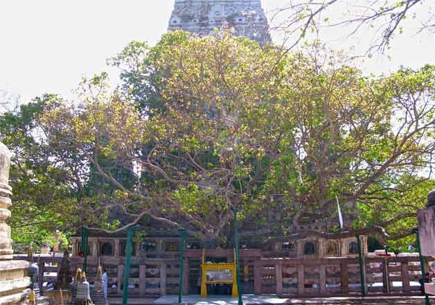 India to gift Bodhi Tree sapling to China, Mongolia | IndiaTV News ...