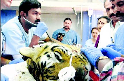 Bangalore Surgeons Peform 6-Hour Dental Surgery On Two Tigers | India ...