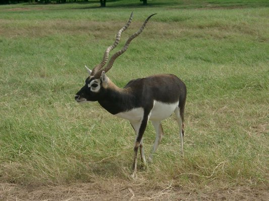 One held by forest department, police for poaching blackbucks | India ...