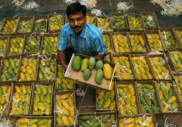 Mango production in UP may halve to 43 lakh tonnes: Assocham | IndiaTV ...