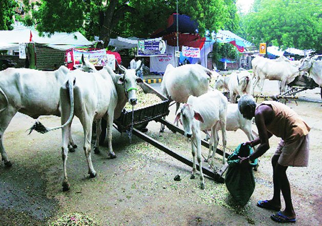 Two held for cow slaughter under Maharashtra's beef ban law|India TV ...
