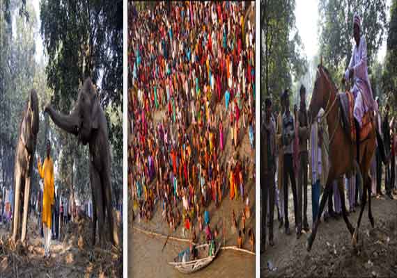 Know about Sonepur Mela, the largest cattle fair in Asia | India News ...