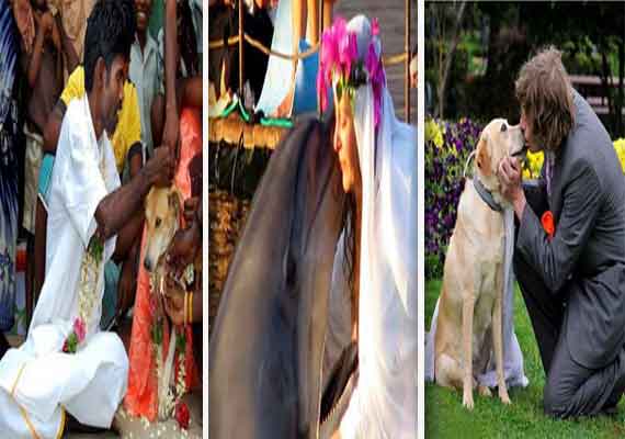Know why an Indian married a dog or a millionaire married a dolphin ...