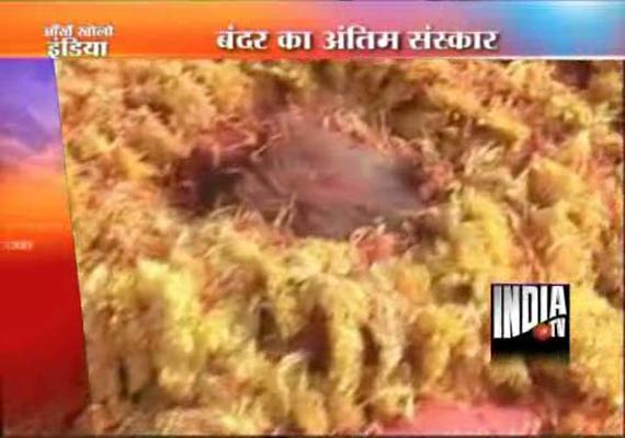 MP Villagers Carry Out Funeral Procession Of Monkey | India - India TV News