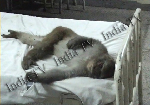 Monkey occupies patients' bed inside Jammu Hospital | India News – India TV