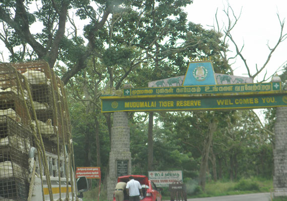Mudumalai Tiger reserve thrown open to public | India News – India TV Mudumalai Tiger reserve thrown open to public | India News – India TV