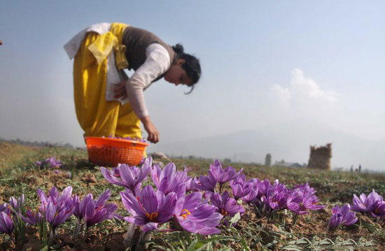 Saffron fields are a reminder of Kashmir's royal romance | India News ...