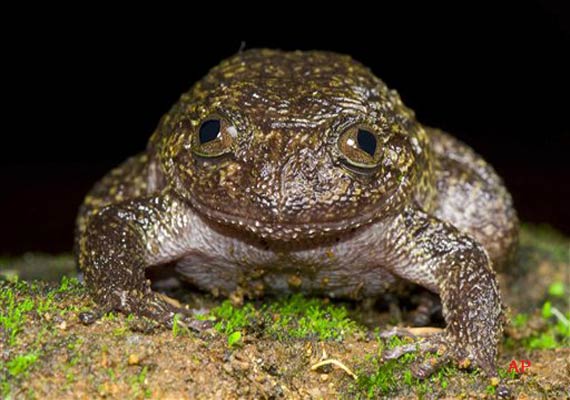 Scientists Discover 12 New Frog Species In India – India TV Scientists Discover 12 New Frog Species In India – India TV