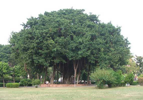 500-year-old banyan tree gets tourist spot status in Odisha | India ...