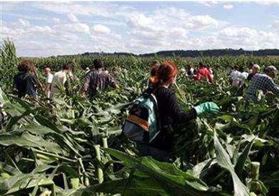 RSS outfits oppose GM crop trials, government says no decision yet ...