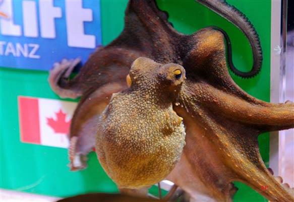 And Now, Paula The Octopus Oracle | Soccer News – India TV