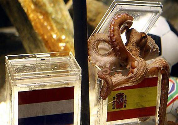 Octopus world cup store