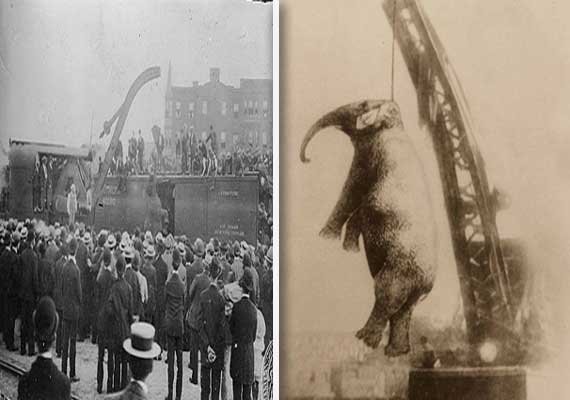 Chilling photo of an elephant in US being hanged to death | World News ...