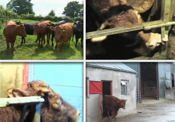 Daisy The Cow Becomes An Internet Hit | World News – India TV