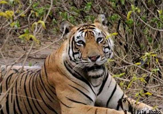 Deadly virus pushing tigers towards extinction | World News – India TV