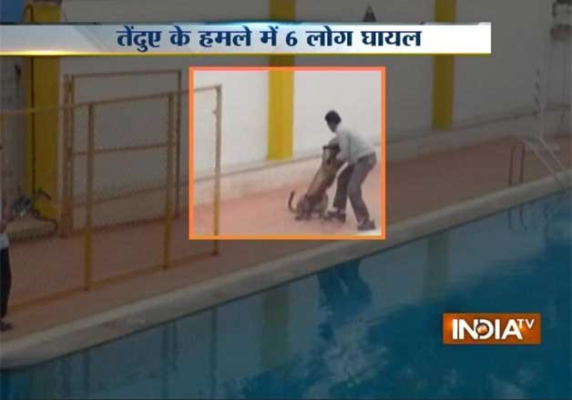Leopard enters Bengaluru school, trapped after injuring five | India ...