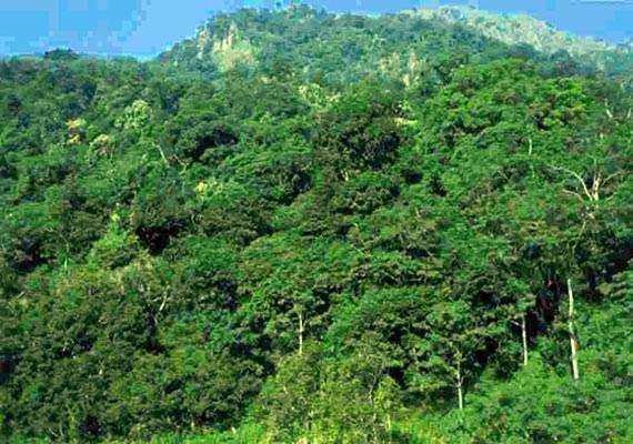 25 check dams built in Jharkhand forest areas | India News – India TV