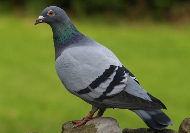 Pigeons can spot signs of breast cancer | Lifestyle News – India TV