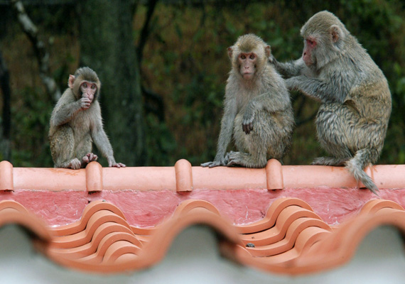 China's air force creates a battalion of monkeys | World News – India TV