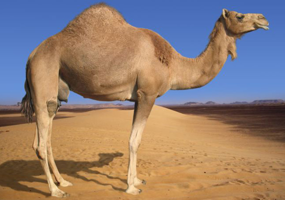 Camel Dung Can Be Used As Mosquito Repellent | India News – India TV