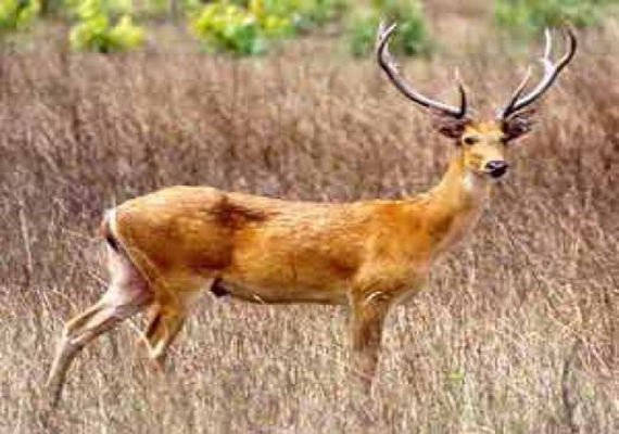 Census of Eastern Swamp Deer starts in Assam's Kaziranga | India News ...