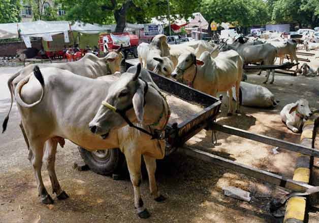 Maharashtra government tells Bombay HCit may ban other animal slaughter ...