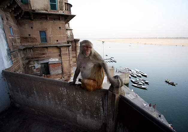 Varanasi: Monkeys biggest hurdle in city's free Wi-Fi plan-IndiaTV News ...