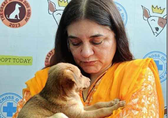 At a glance: Maneka Gandhi- from a 'charming model' to 'union minister ...