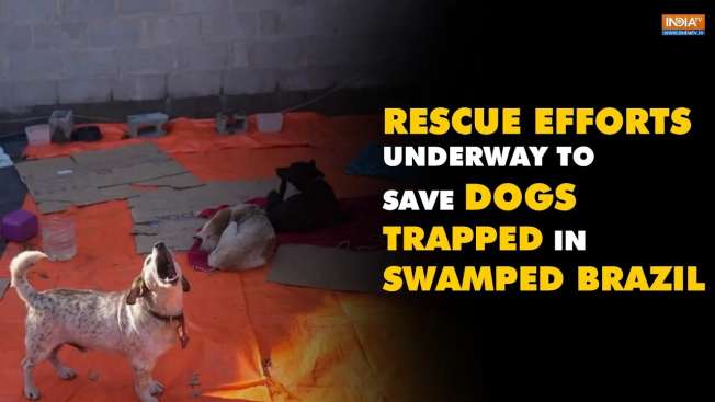 Rescue efforts underway to save tens of dogs trapped in swamped Brazil